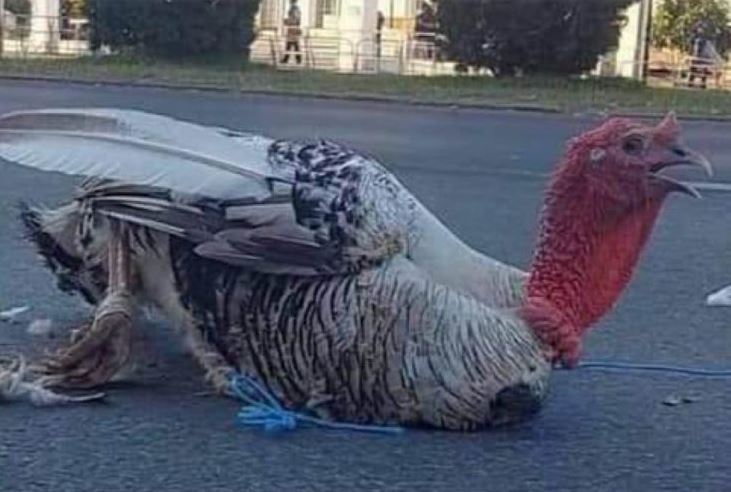 Мисирката никому не му згрешила за да ја мачите со врзани нозе, реагира ...