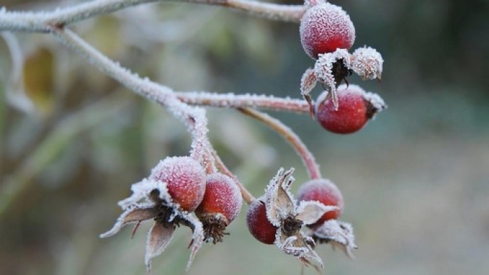 Студот донекаде е полезен за човековото здравје Сител Телевизија